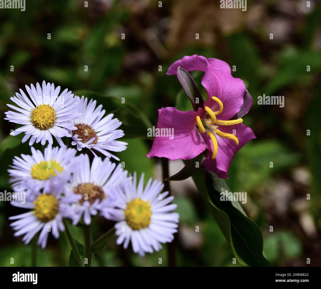 Selective Pink Trillium (grandiflorum) and Robins Plantain (Erigeron ...