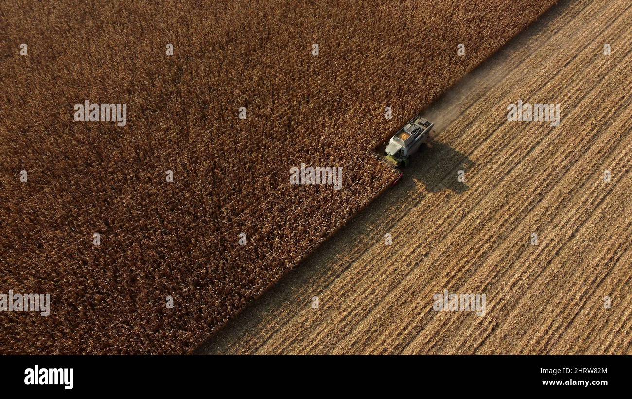 Aerial Drone View Flight Over Combine Harvester that Reaps Dry Corn in ...