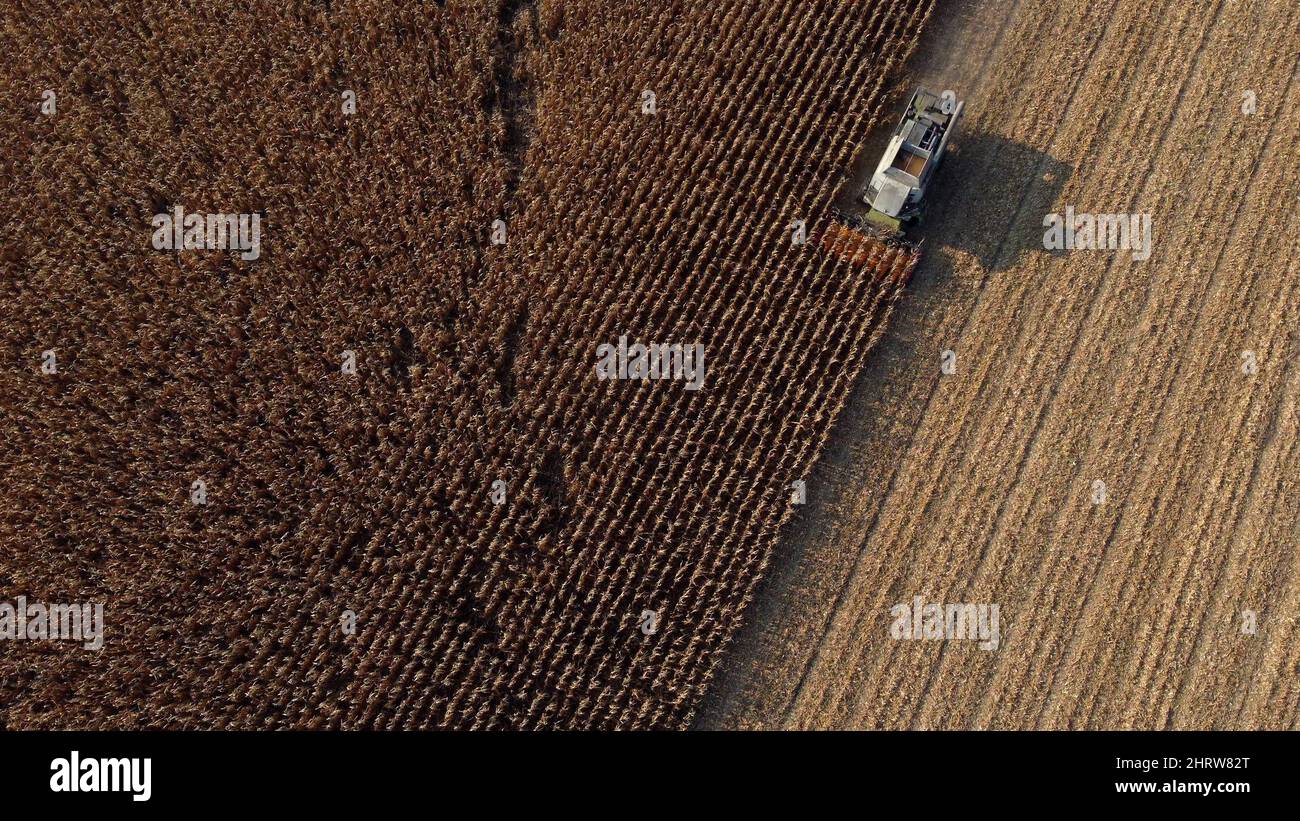 Aerial Drone View Flight Over Combine Harvester that Reaps Dry Corn in ...