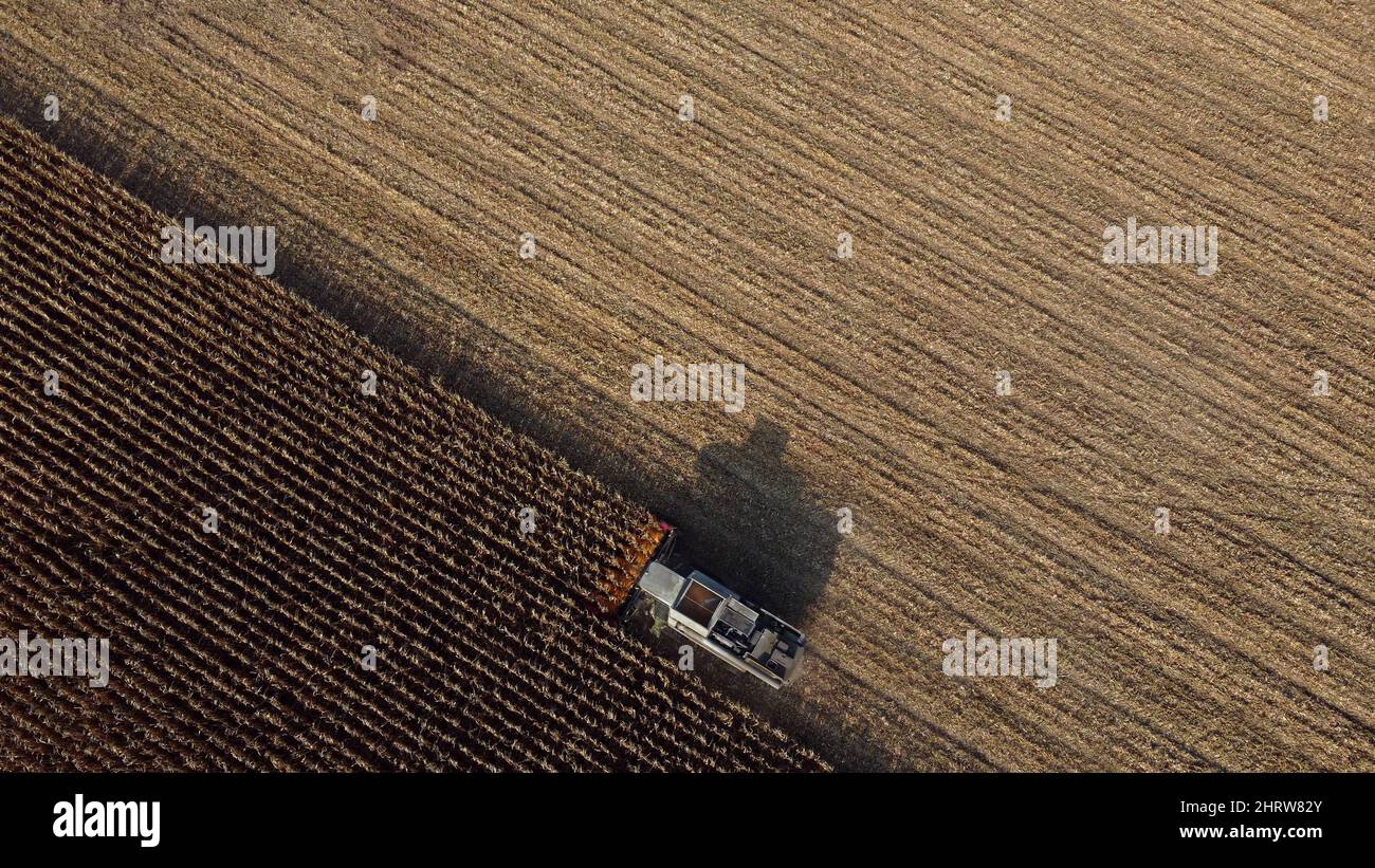 Aerial Drone View Flight Over Combine Harvester that Reaps Dry Corn in ...