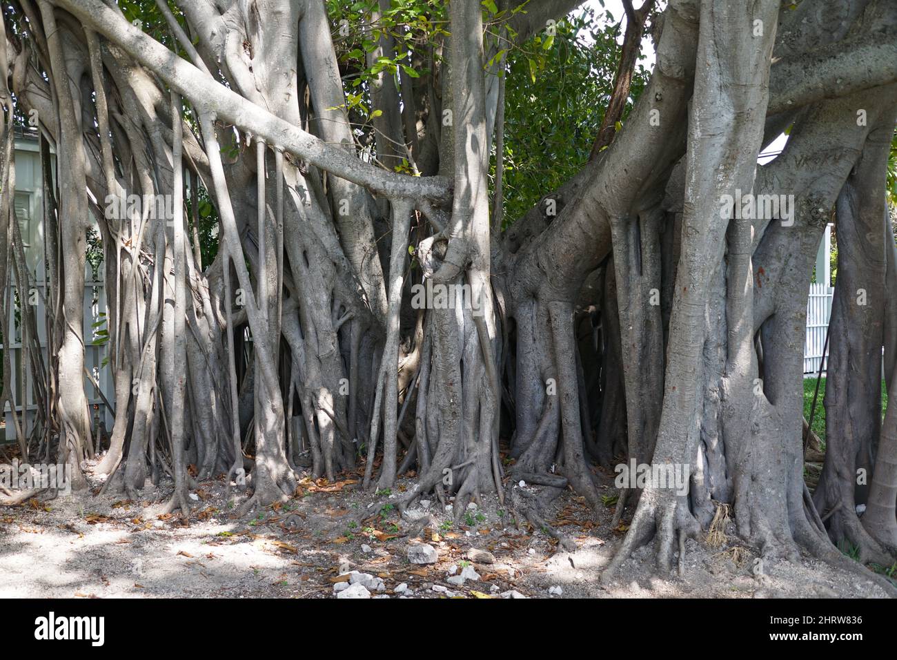 Ficus altissima hi-res stock photography and images - Alamy