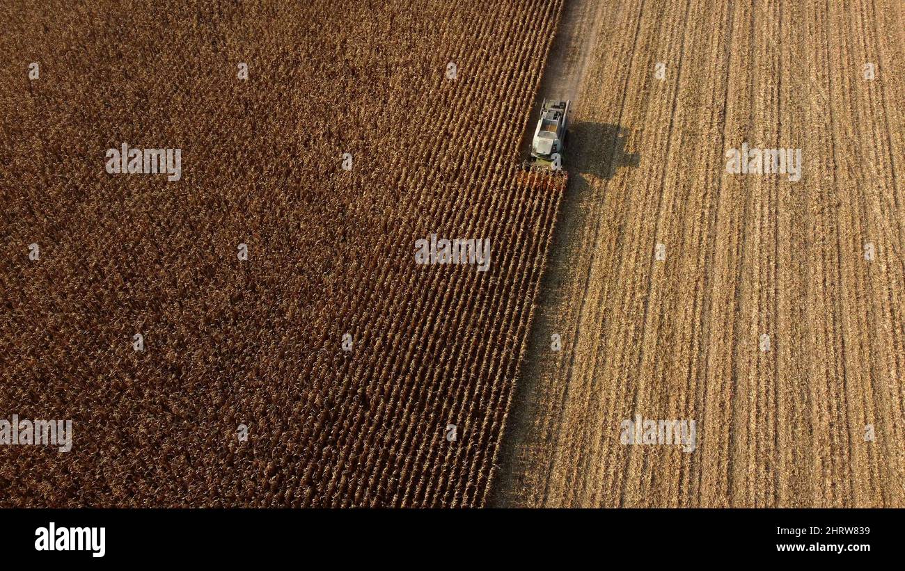 Aerial Drone View Flight Over Combine Harvester that Reaps Dry Corn in ...