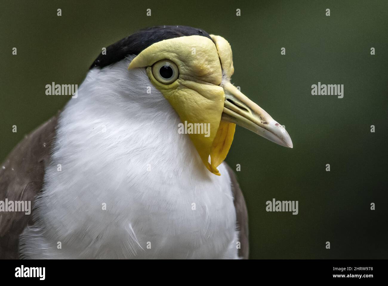 Portrait of masked lapwing (Vanellus miles Stock Photo - Alamy