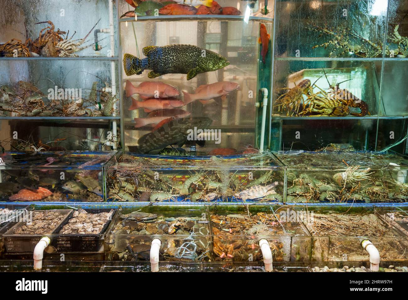 Live fish, including endangered grouper, and seafood on display for ...