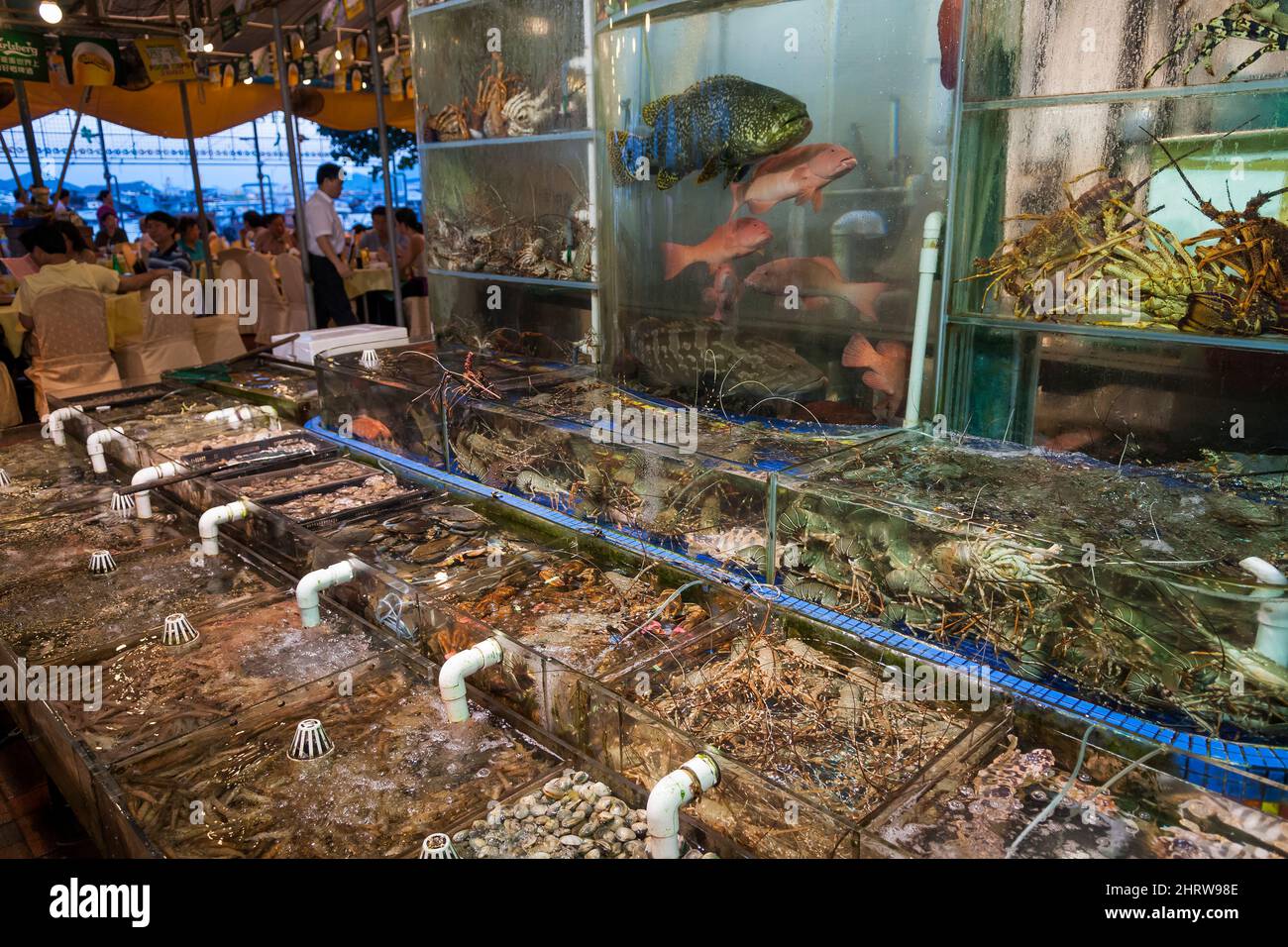 Live fish, including endangered grouper, and seafood on display for ...