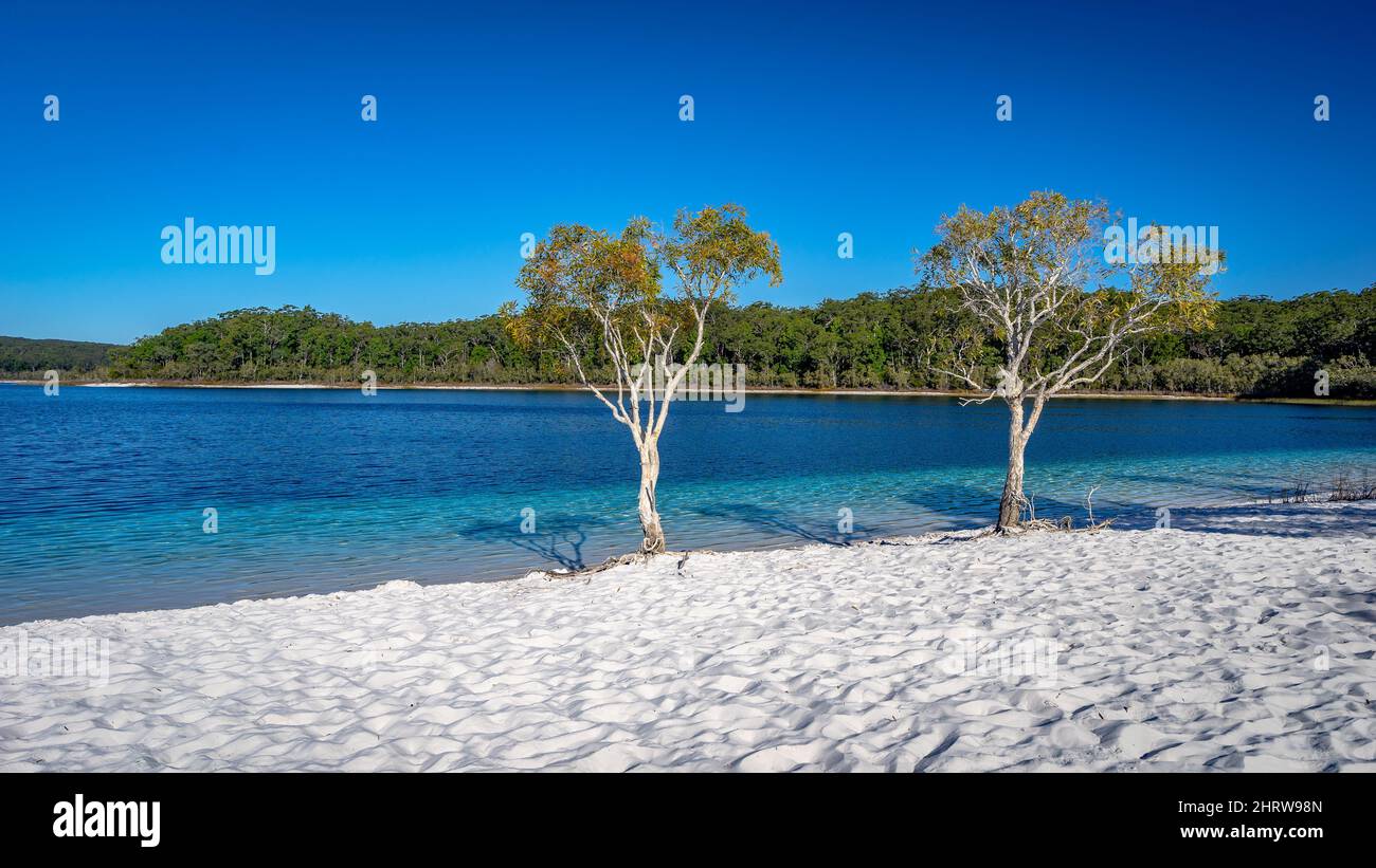 White sand lake beach at Fraser Island, QLD, Australia Stock Photo - Alamy