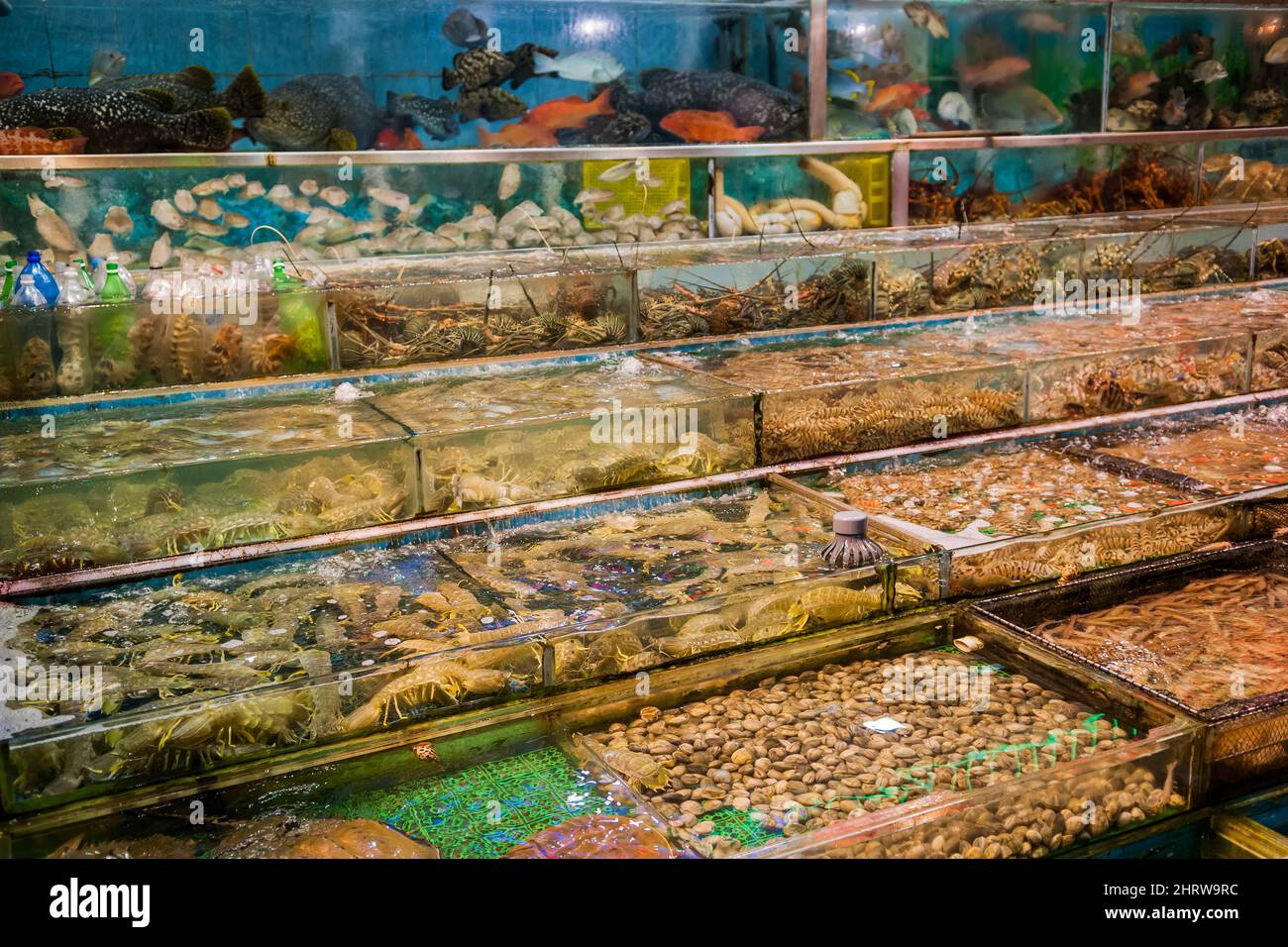 Live fish and seafood, including endangered horseshoe crabs, on display ...