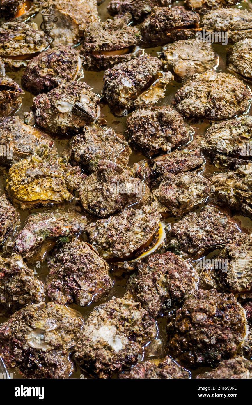 Live abalone on display in a tank outside a restaurant at Sai Kung ...