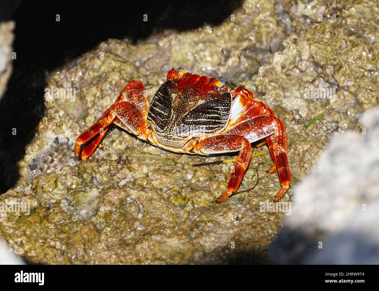 A bright red crab on the rocks near Big Pine Key, Florida, U.S.A Stock ...