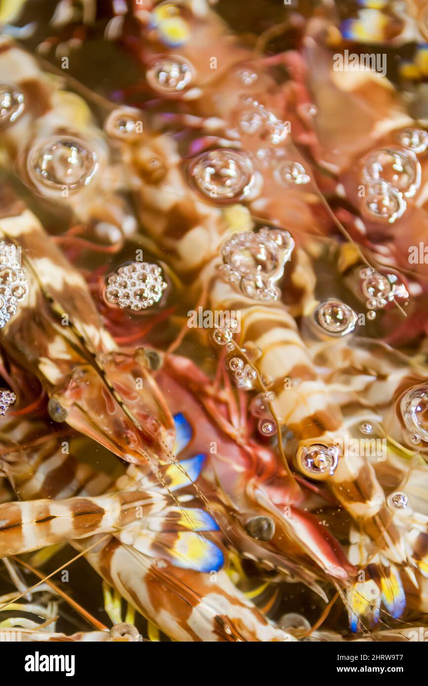 Live prawns on display in a tank outside a restaurant at Sai Kung ...
