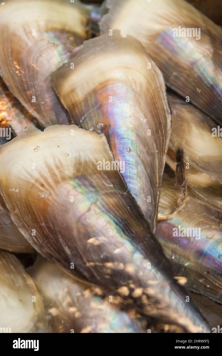Live pen bivalves (Pinnidae sp.) on display in a tank outside a seafood ...
