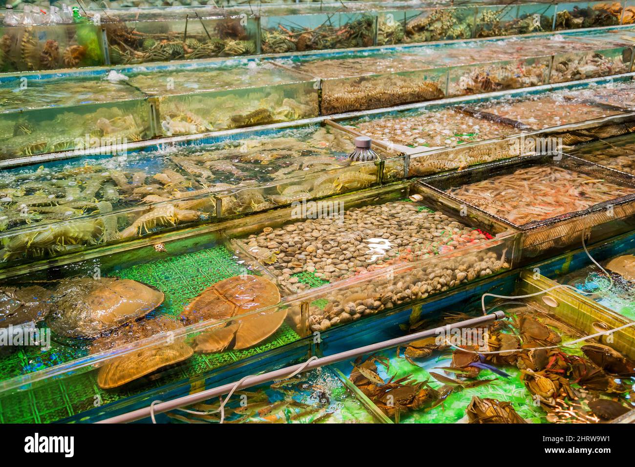 Crabs on display in a tank hi-res stock photography and images - Alamy