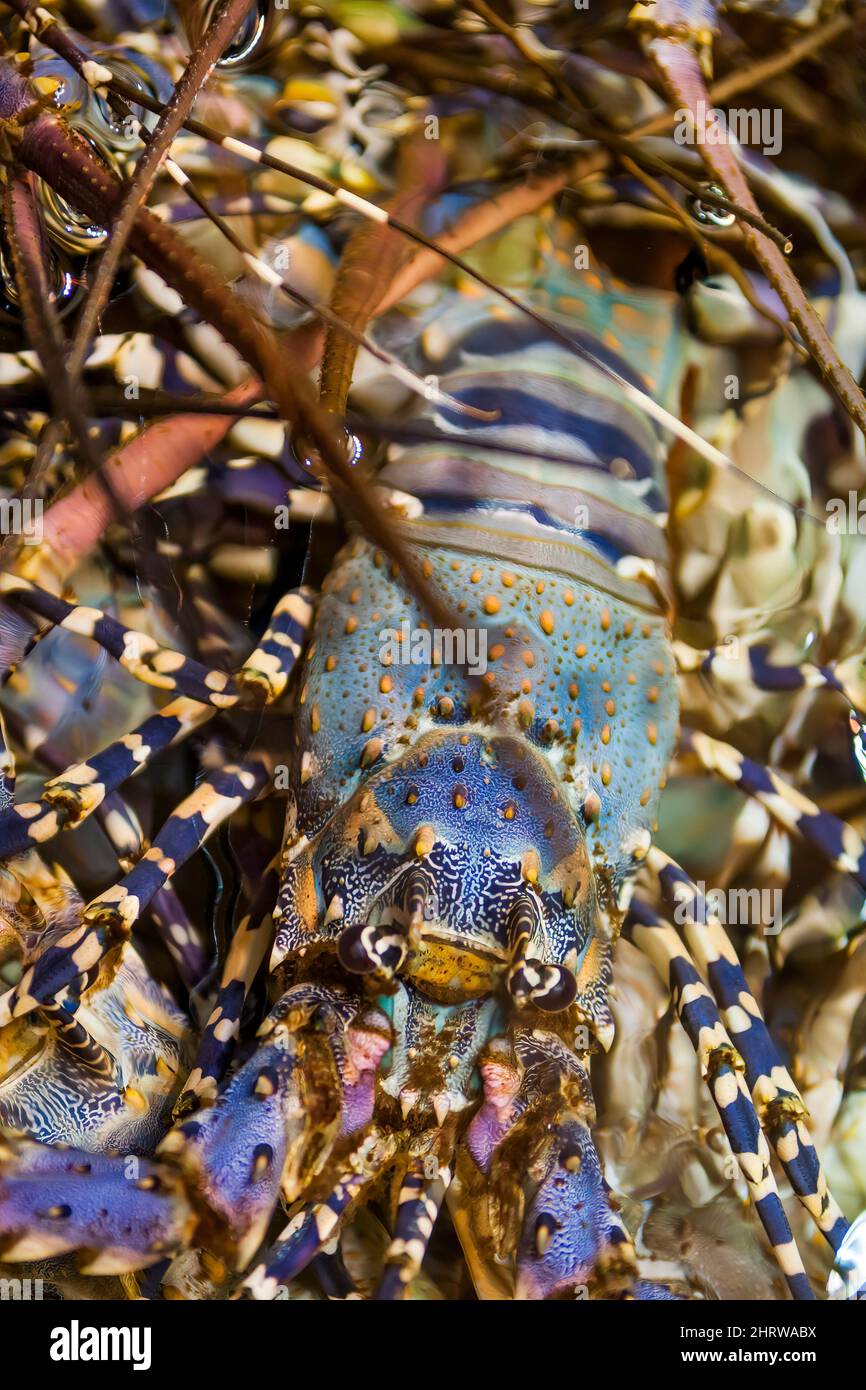 Live lobster on display in a tank outside a restaurant at Sai Kung ...