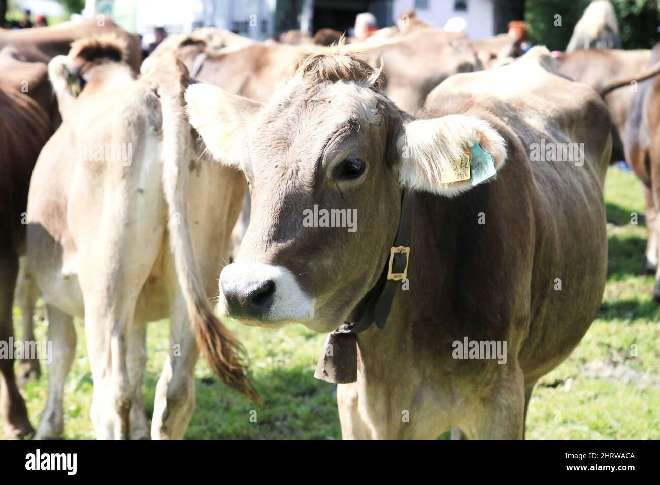 Closeup of a cow in the farm Stock Photo - Alamy