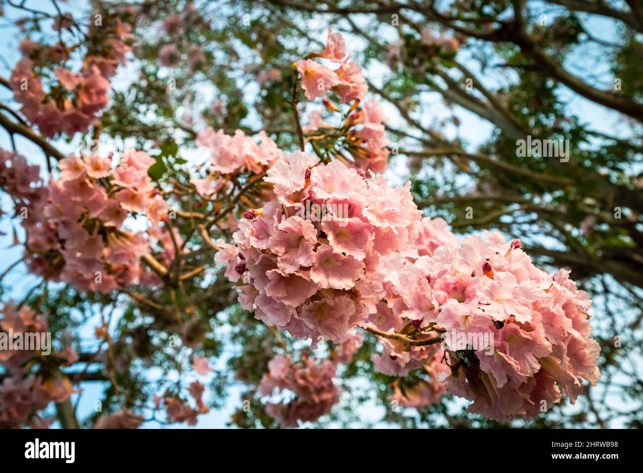 Close-up of Tabebuia rosea pink trumpet flower. Pink flower 'Chompoo ...