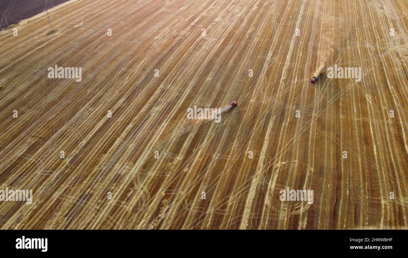 Truck loaded with haystacks drives up to tractor to load haystack in ...