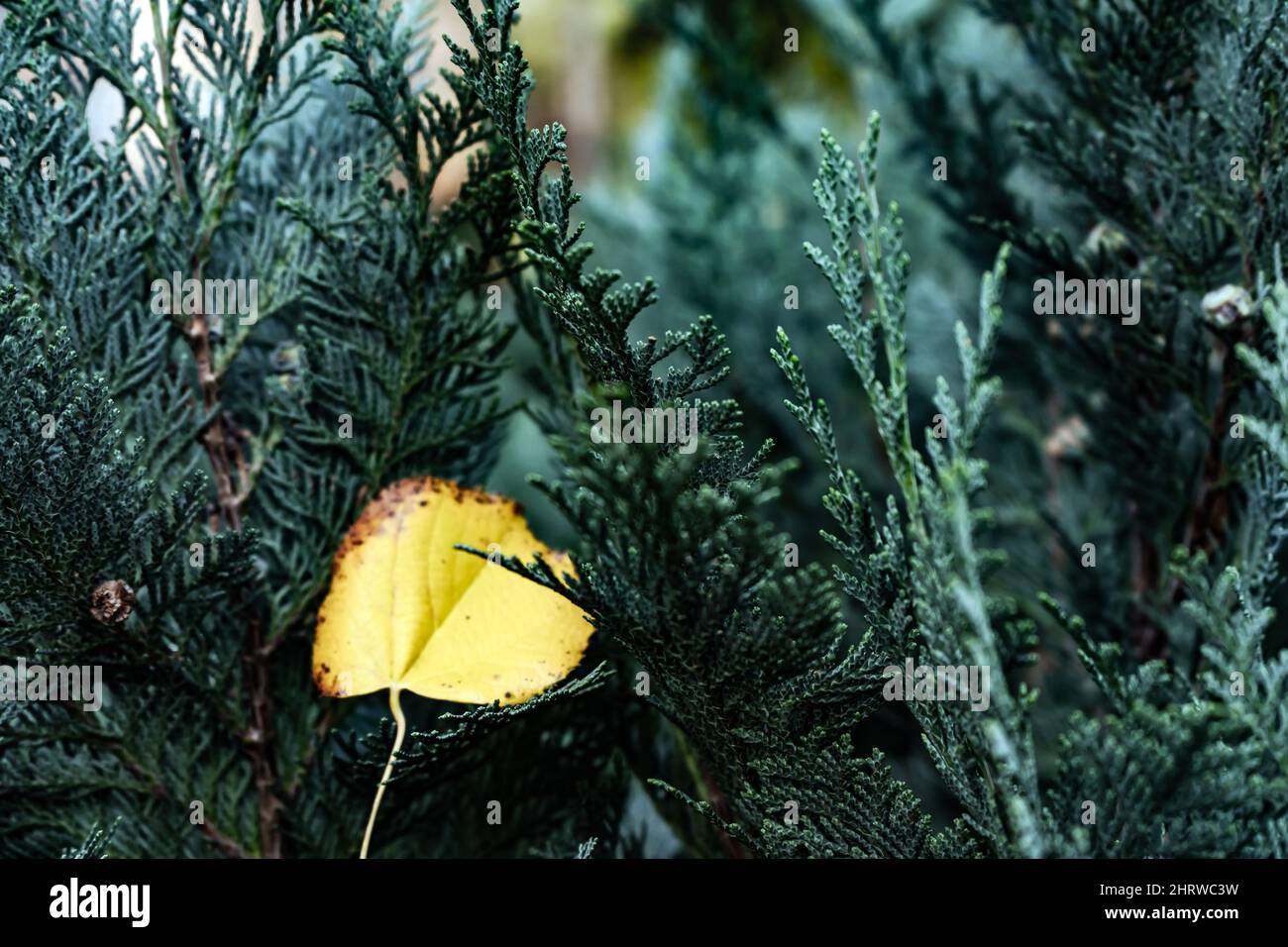 Dry yellow leaf on evergreen branches in a garden with a blurry ...