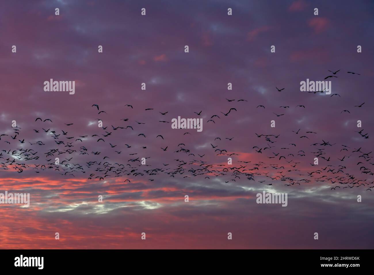 Flock of silhouetted migratory snow geese flying against a cloudy ...