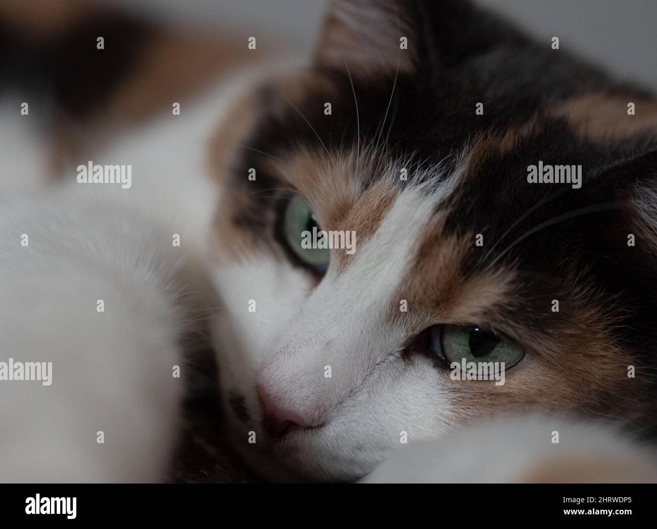 Close-up shot of a cute fluffy cat with green eyes lying and looking ...