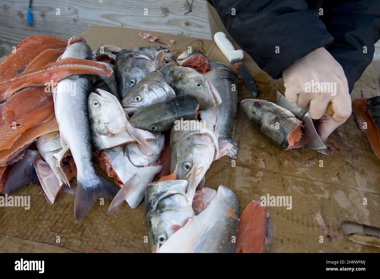 Eva Groves uses a traditional Inuit carving tool called a ulu to remove ...
