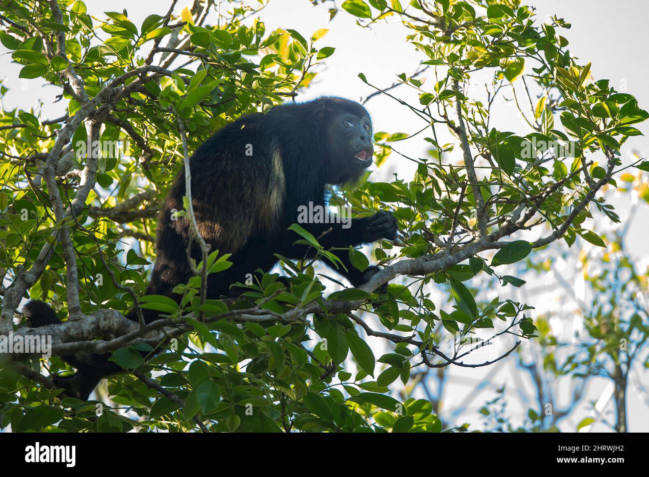 Mantled howler (Alouatta palliata), Golden-mantled Howler monkey Stock ...