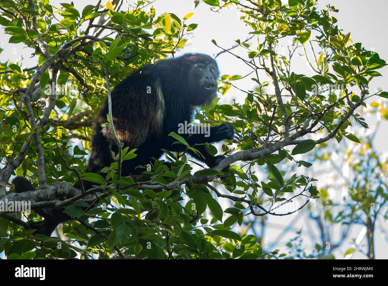 Mantled howler (Alouatta palliata), Golden-mantled Howler monkey Stock ...