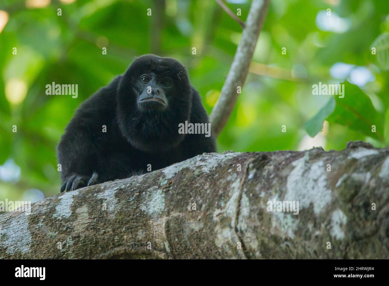 Mantled howler (Alouatta palliata), Golden-mantled Howler monkey Stock ...