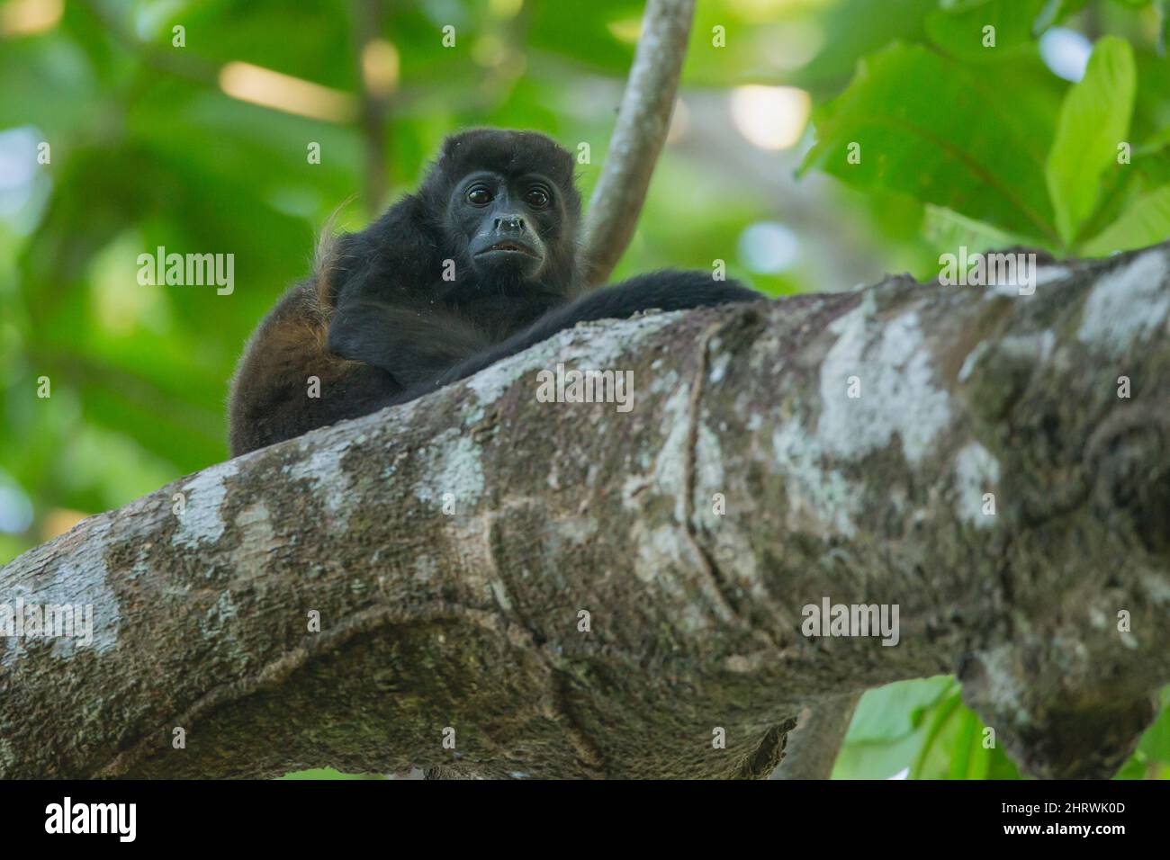 Mantled howler (Alouatta palliata), Golden-mantled Howler monkey Stock ...