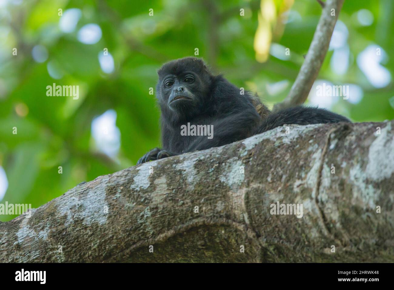 Mantled howler (Alouatta palliata), Golden-mantled Howler monkey Stock ...