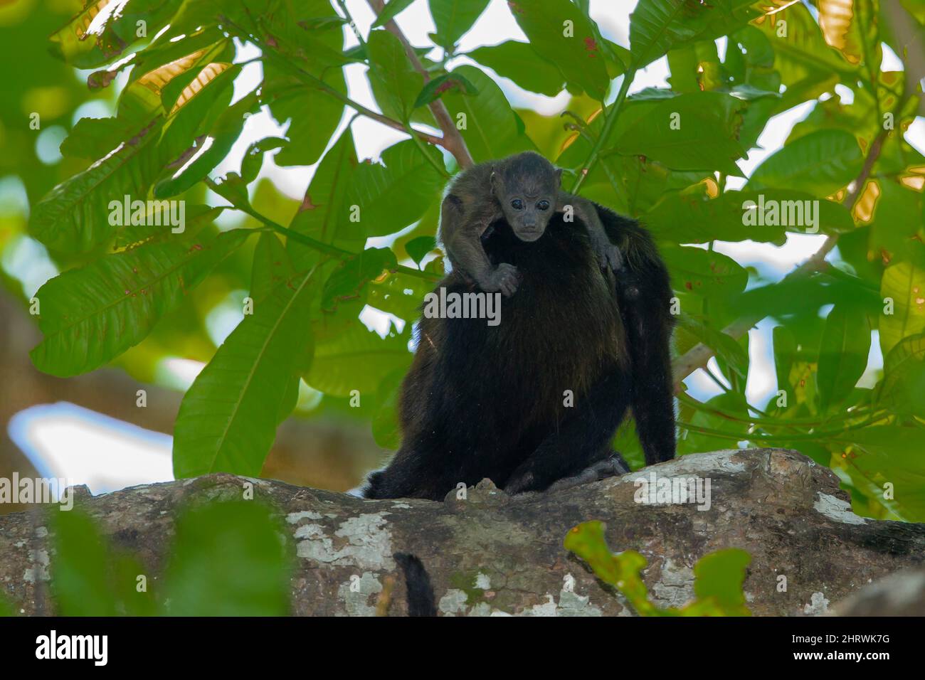 Mantled howler (Alouatta palliata), Golden-mantled Howler monkey with ...