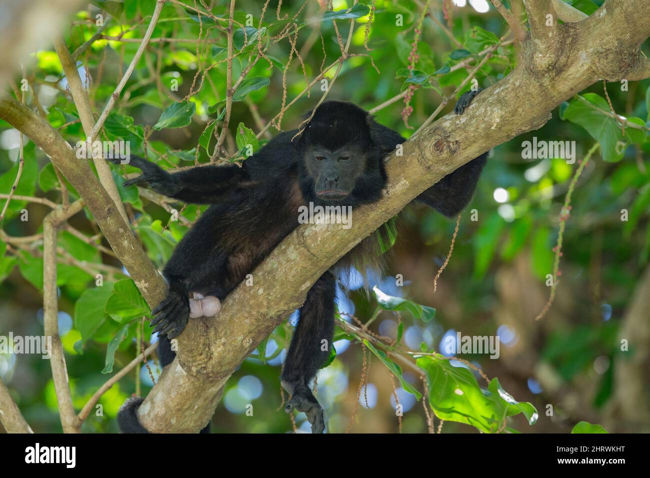 Mantled howler (Alouatta palliata), Golden-mantled Howler monkey Stock ...