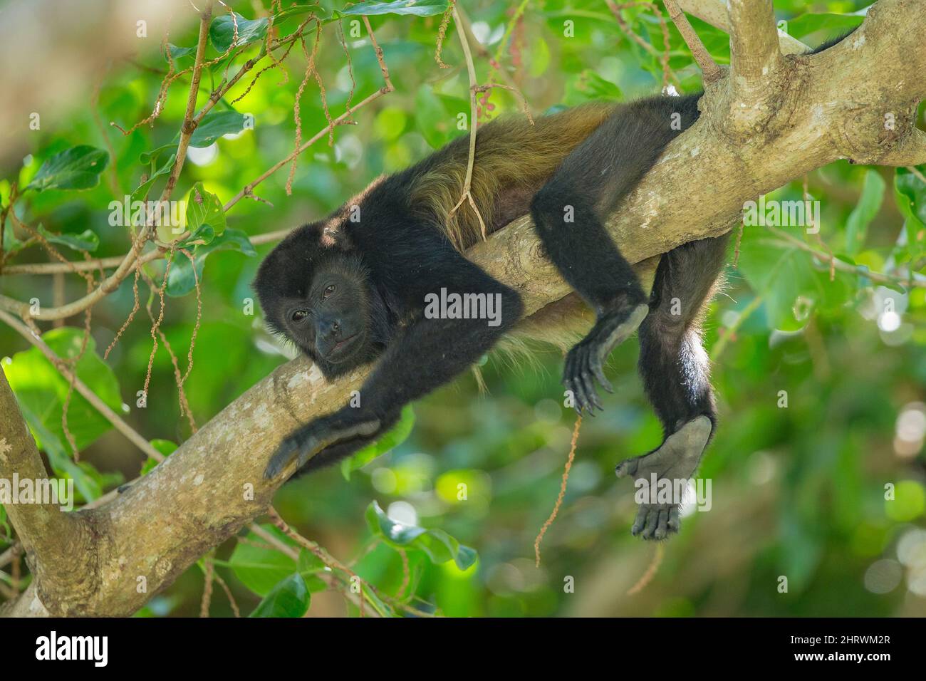 Mantled howler (Alouatta palliata), Golden-mantled Howler monkey Stock ...