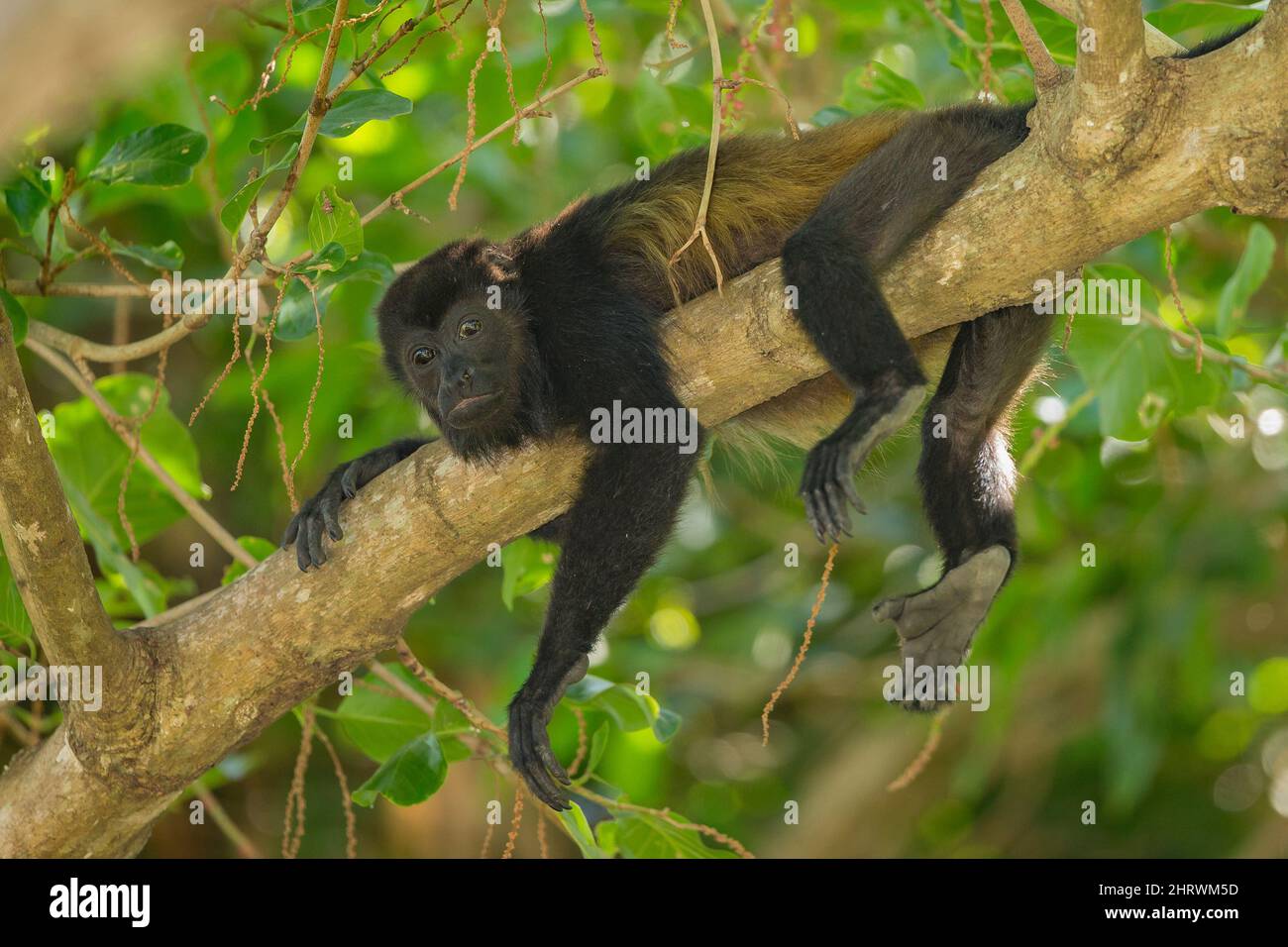 Mantled howler (Alouatta palliata), Golden-mantled Howler monkey Stock ...