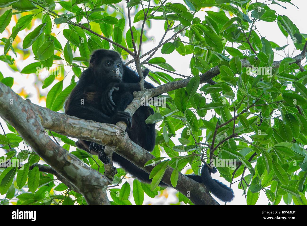 Mantled howler (Alouatta palliata), Golden-mantled Howler monkey Stock ...