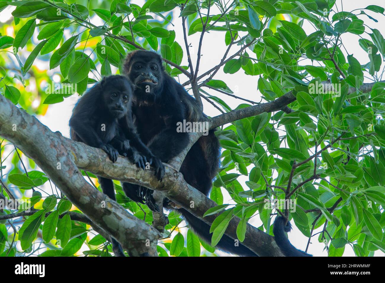 Mantled howler (Alouatta palliata), Golden-mantled Howler monkey with ...