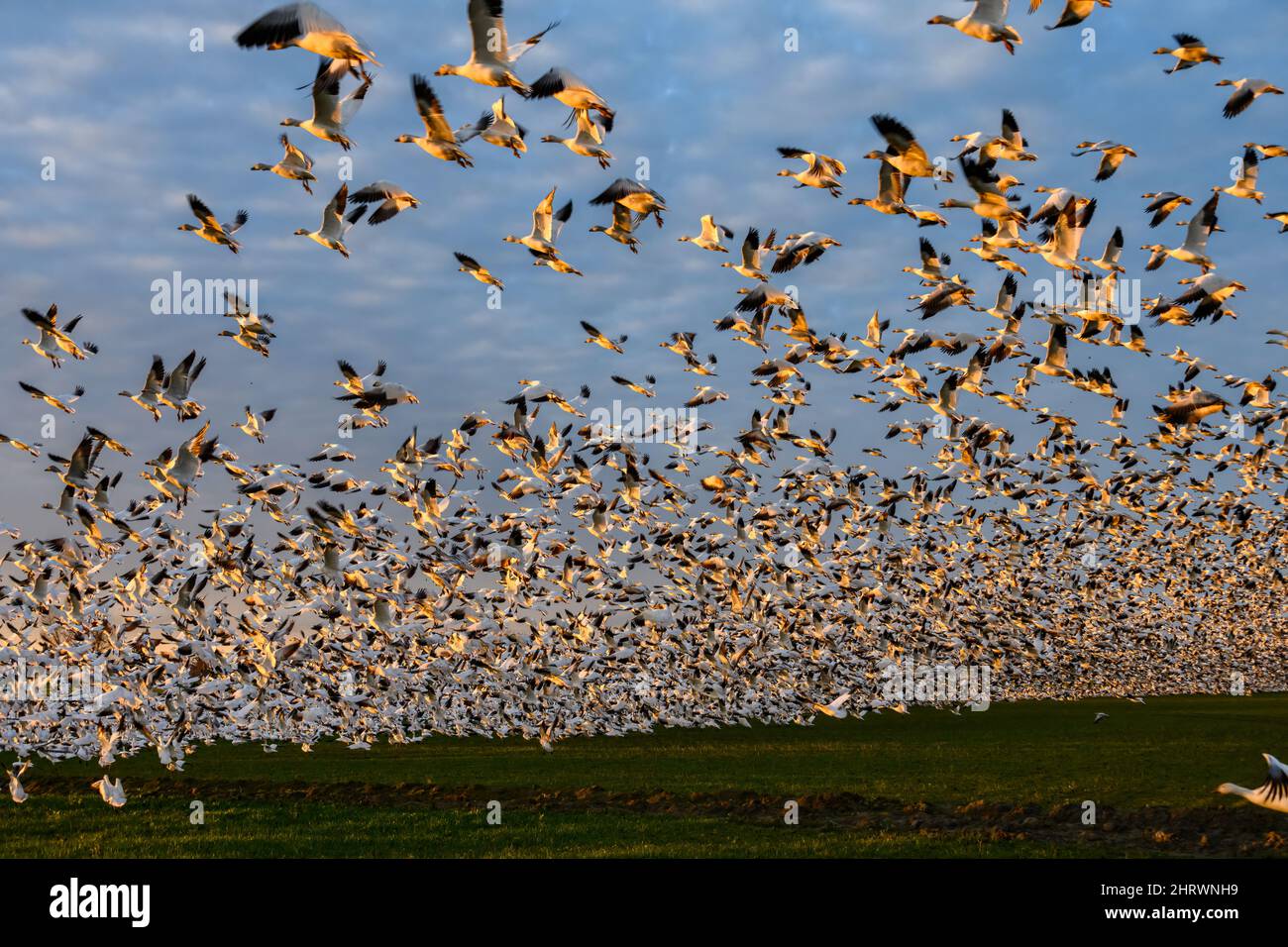 Large flock of migratory snow geese flying taking off from a farmer’s ...