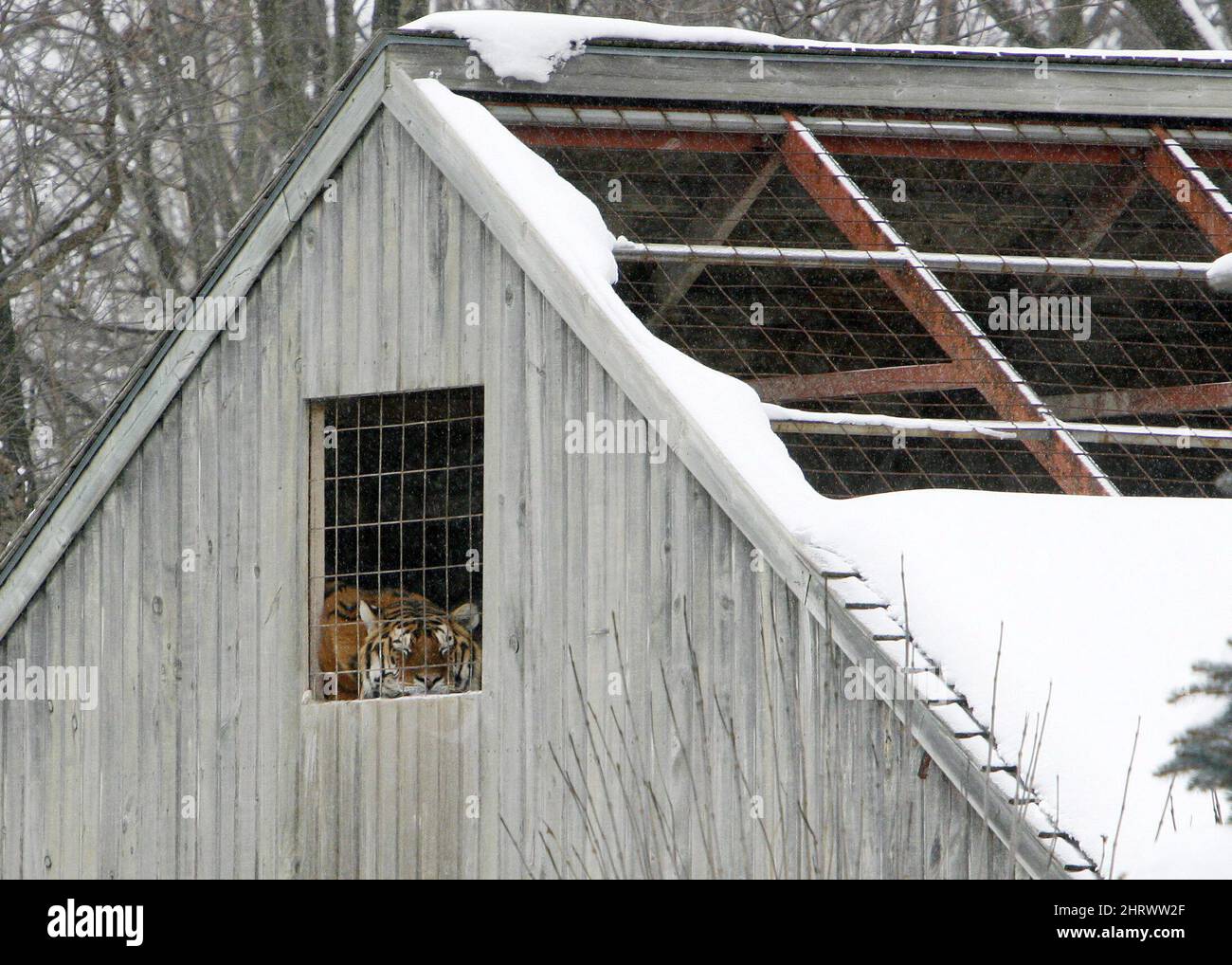 A tiger (not confirmed if it is the one involved in Sunday's mauling ...