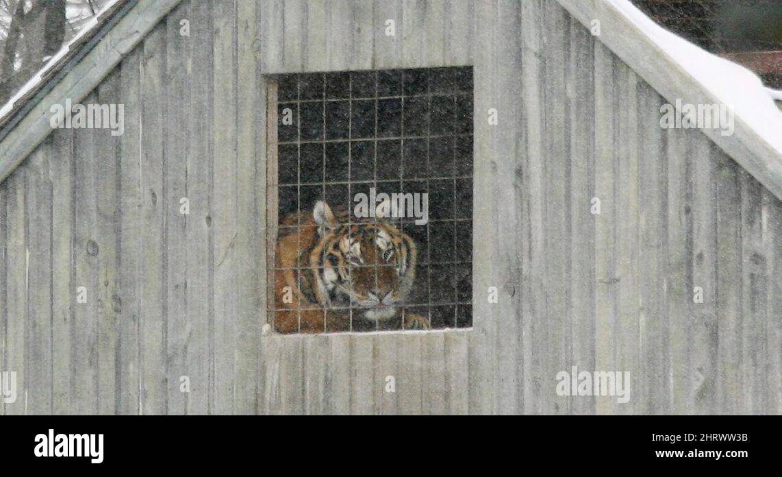 A tiger (not confirmed if it is the one involved in Sunday's mauling ...