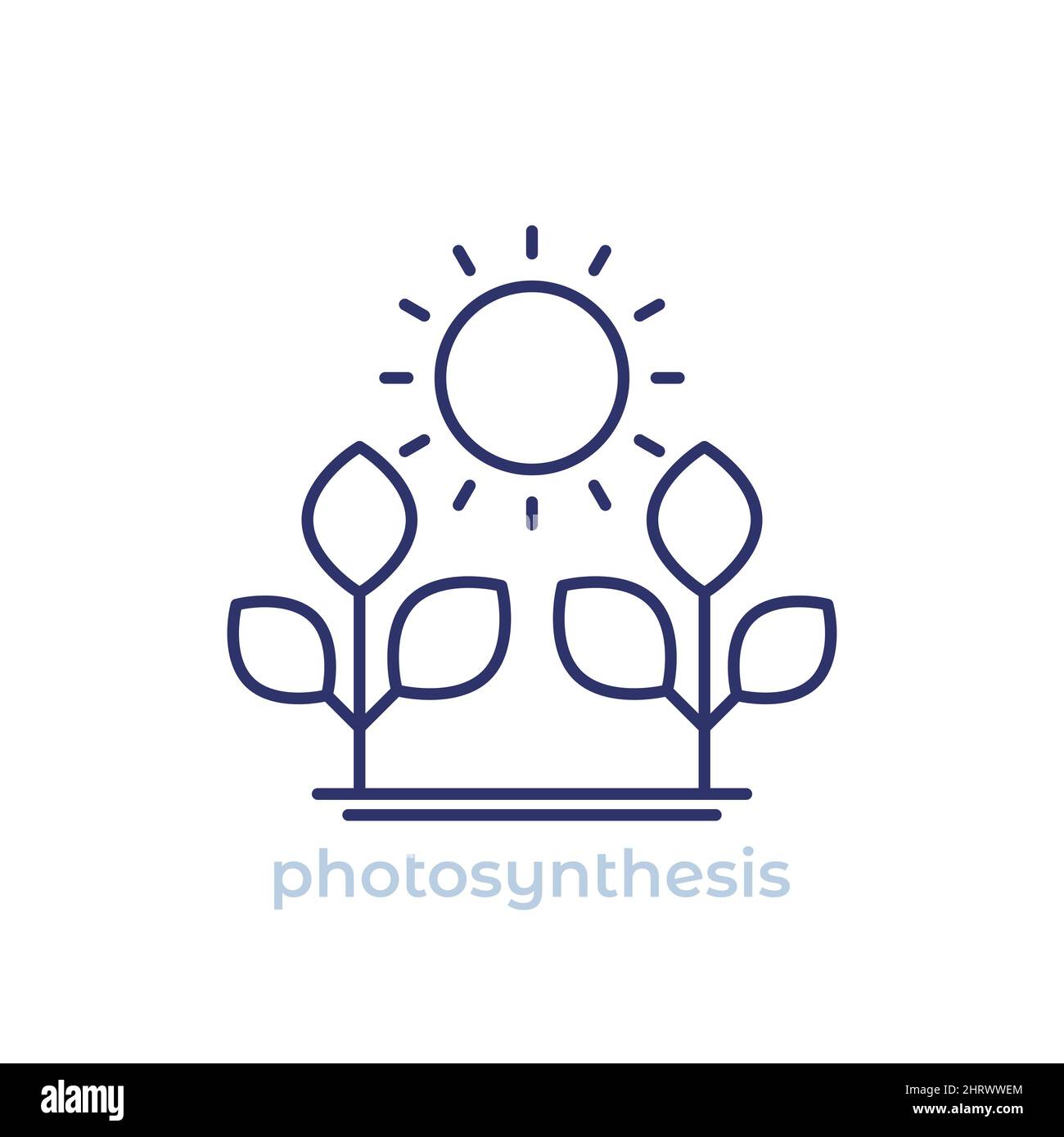 photosynthesis line icon on white Stock Vector Image & Art - Alamy