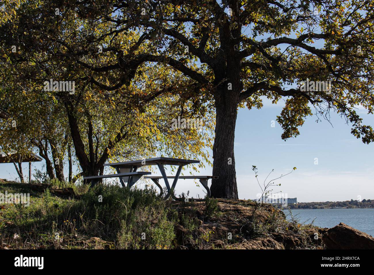 Low Angle of a bench and tree Stock Photo - Alamy