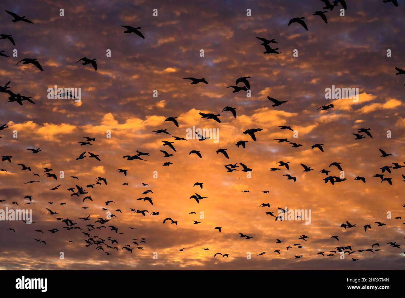 Flock of silhouetted migratory snow geese flying against a cloudy ...