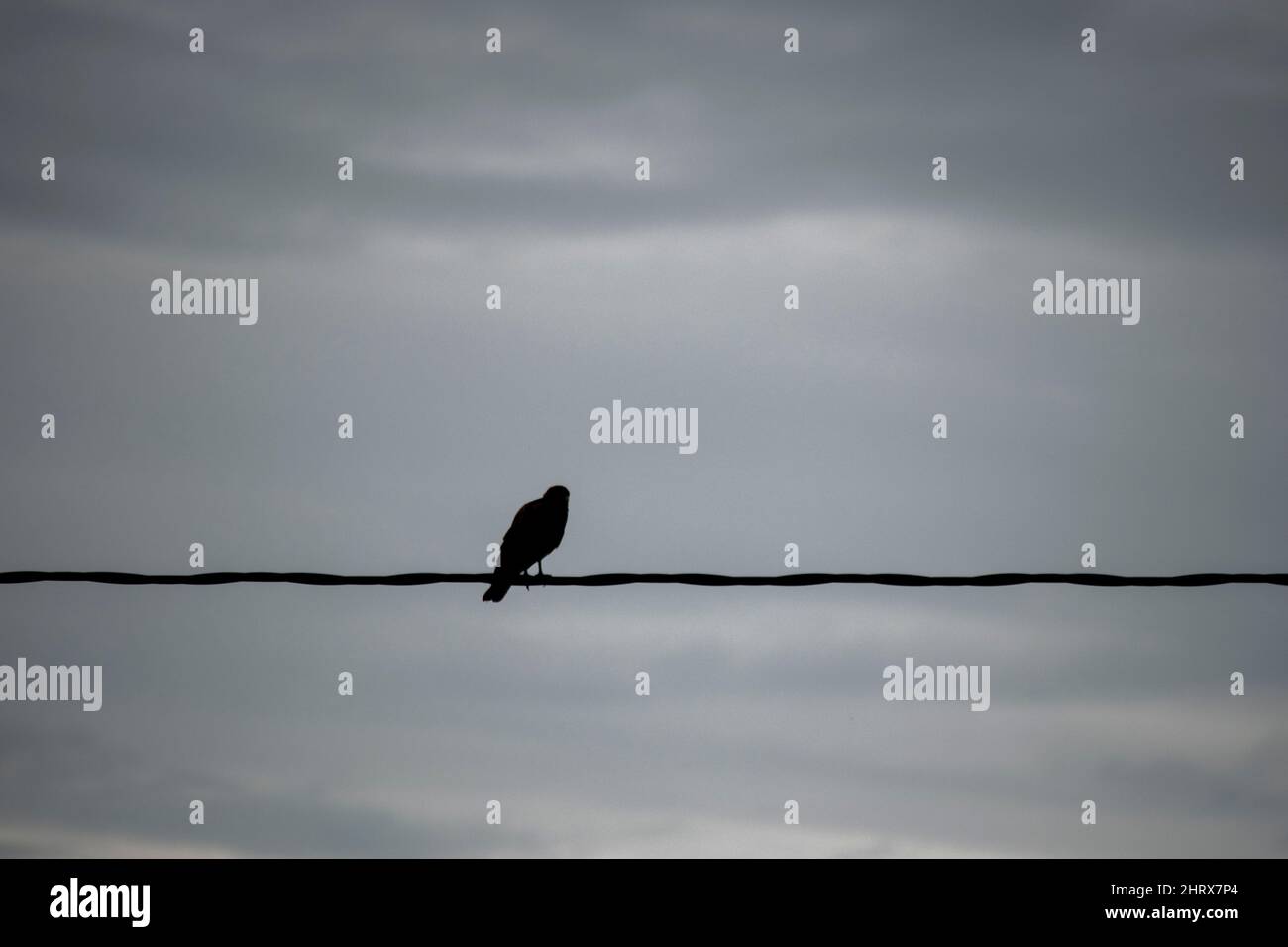 Hawk on power line hi-res stock photography and images - Alamy
