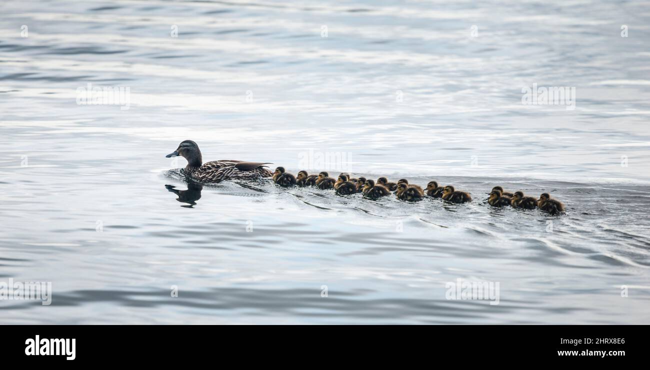 Mother duck leading her ducklings swimming in a row in the lake Stock ...