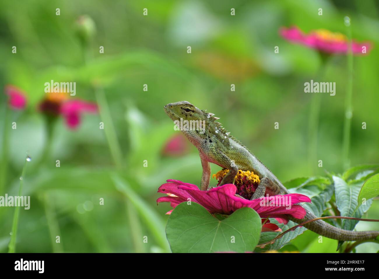 Close up photo of Oriental garden lizard rest on Zinnia flower. Calotes ...