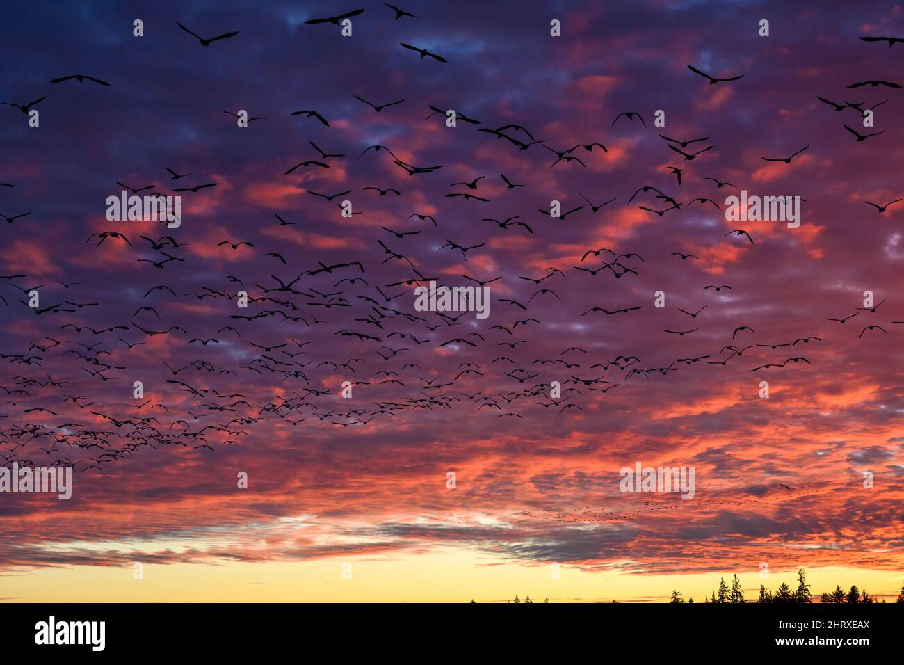 Snow geese in very warm light hi-res stock photography and images - Alamy