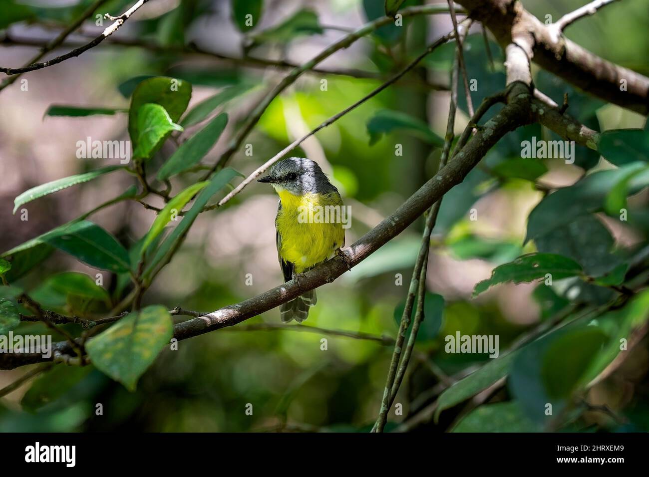 An eastern yellow robin sitting in a patch of sunlight in a tree in a ...