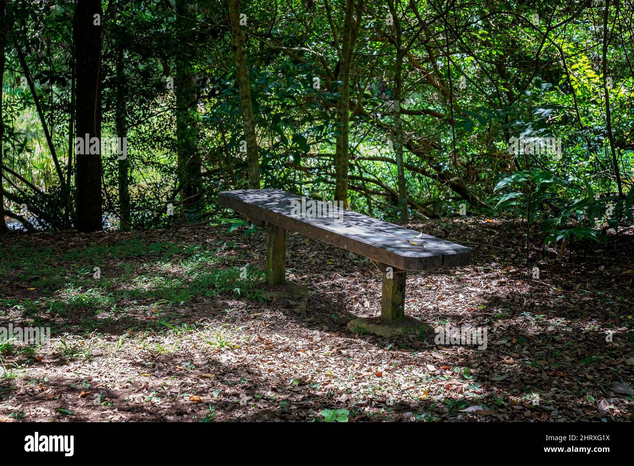 A lone bench dappled with sunlight and surrounded by trees and natural ...