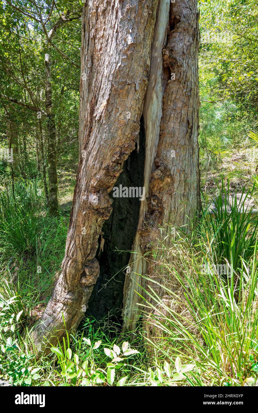 A tree trunk in a tropical rainforest with a gap providing nesting and ...