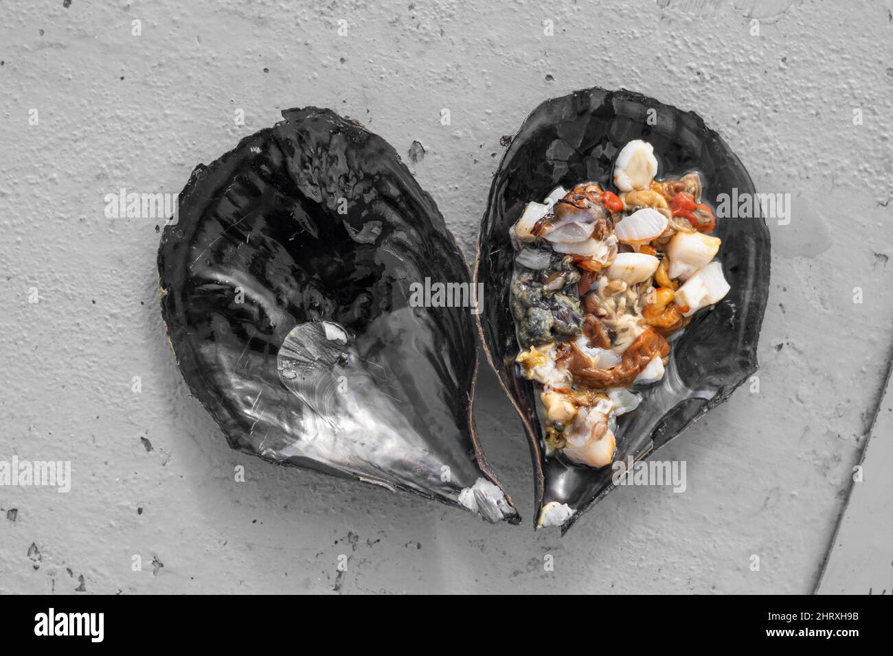 Top view of an opened shell has seafood inside Stock Photo - Alamy