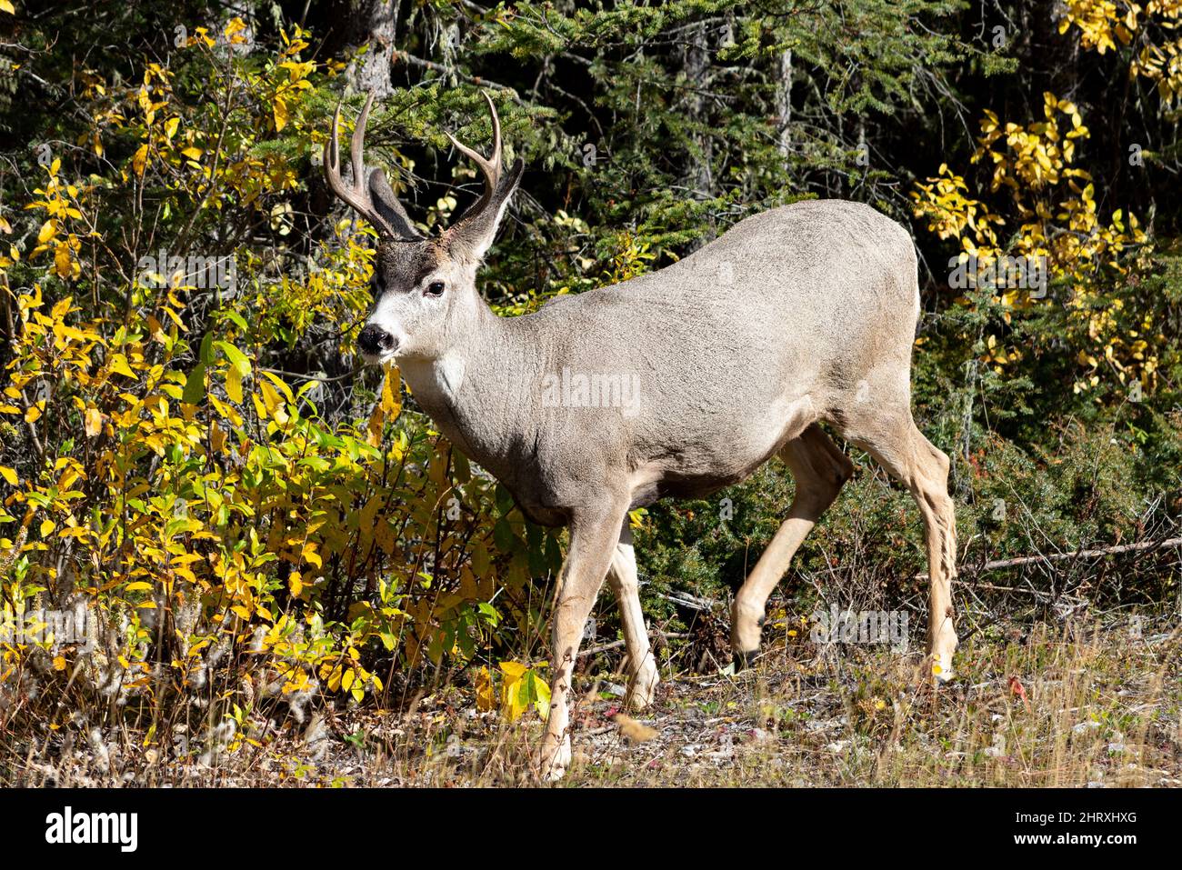 deer walking in front of trees Stock Photo - Alamy